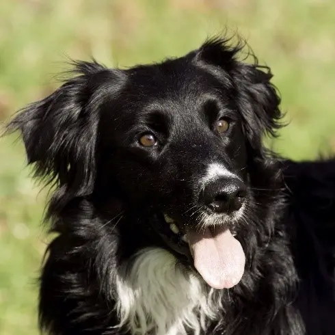 Positive Dog - Positive Dog Training