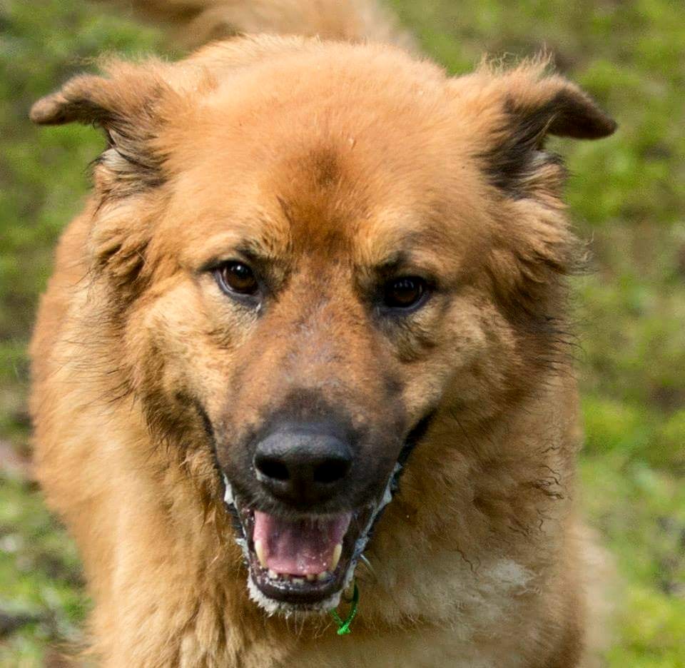 That Dog Isn’t Actually Friendly - Positive Dog Training