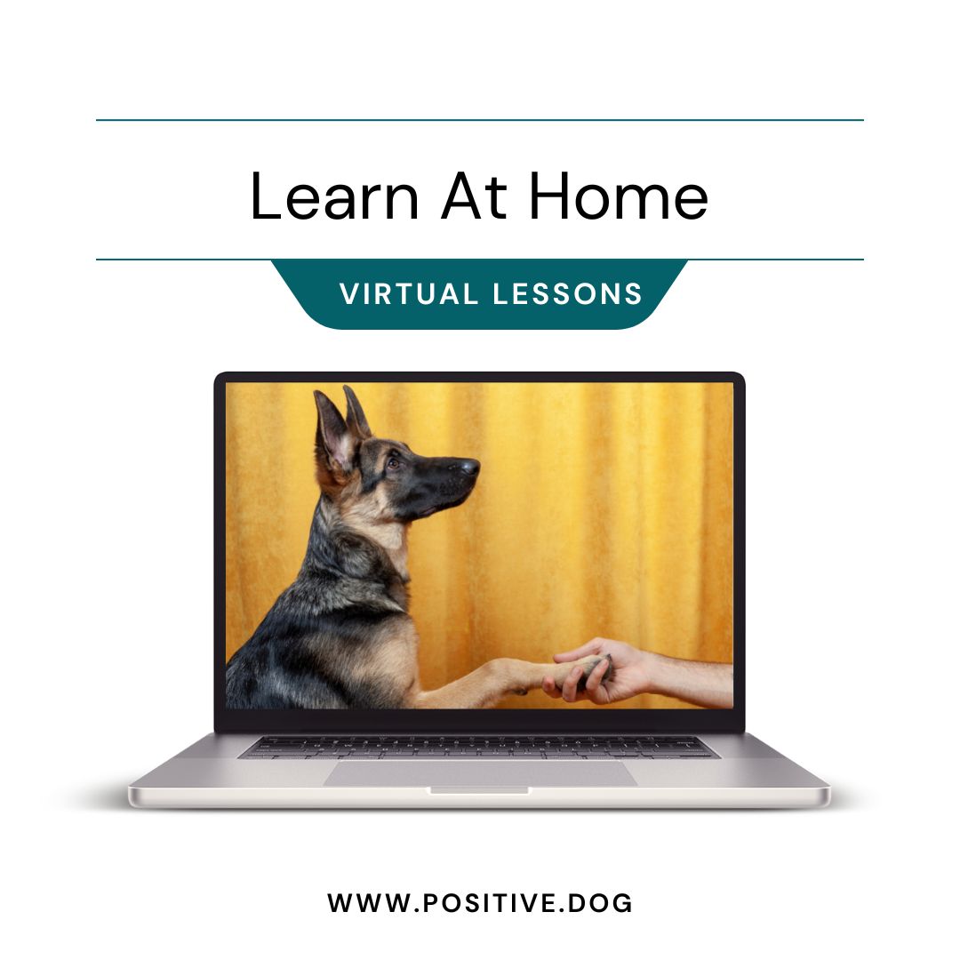 Virtual Training - Positive Dog Training