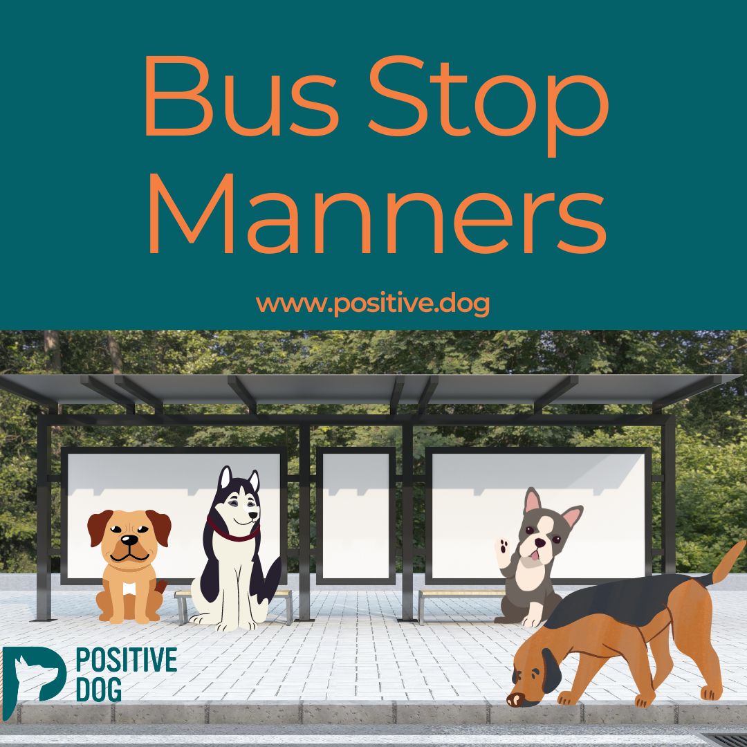 Bus Stop Manners - Positive Dog Training