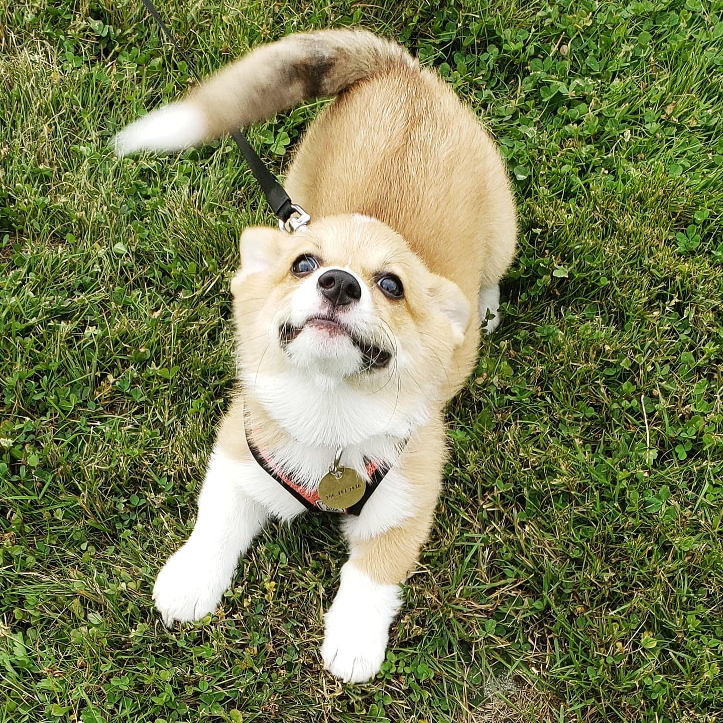 Building Resiliency - Positive Dog Training